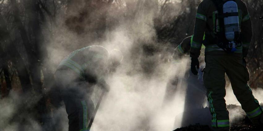 Broei in stapel houtsnippers | Blik op nieuws