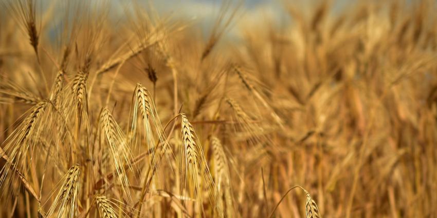 Record hectare-opbrengsten graan | Blik op nieuws